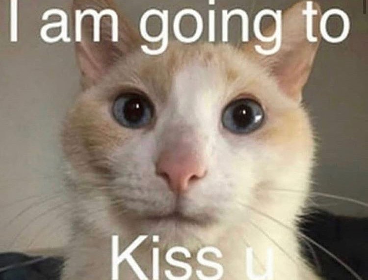 #cute #cats #humorous #catmemes #kitty #kittymemes #memes #haha ... #cute #cats #humorous #catmemes #kitty #kittymemes #memes #haha ...