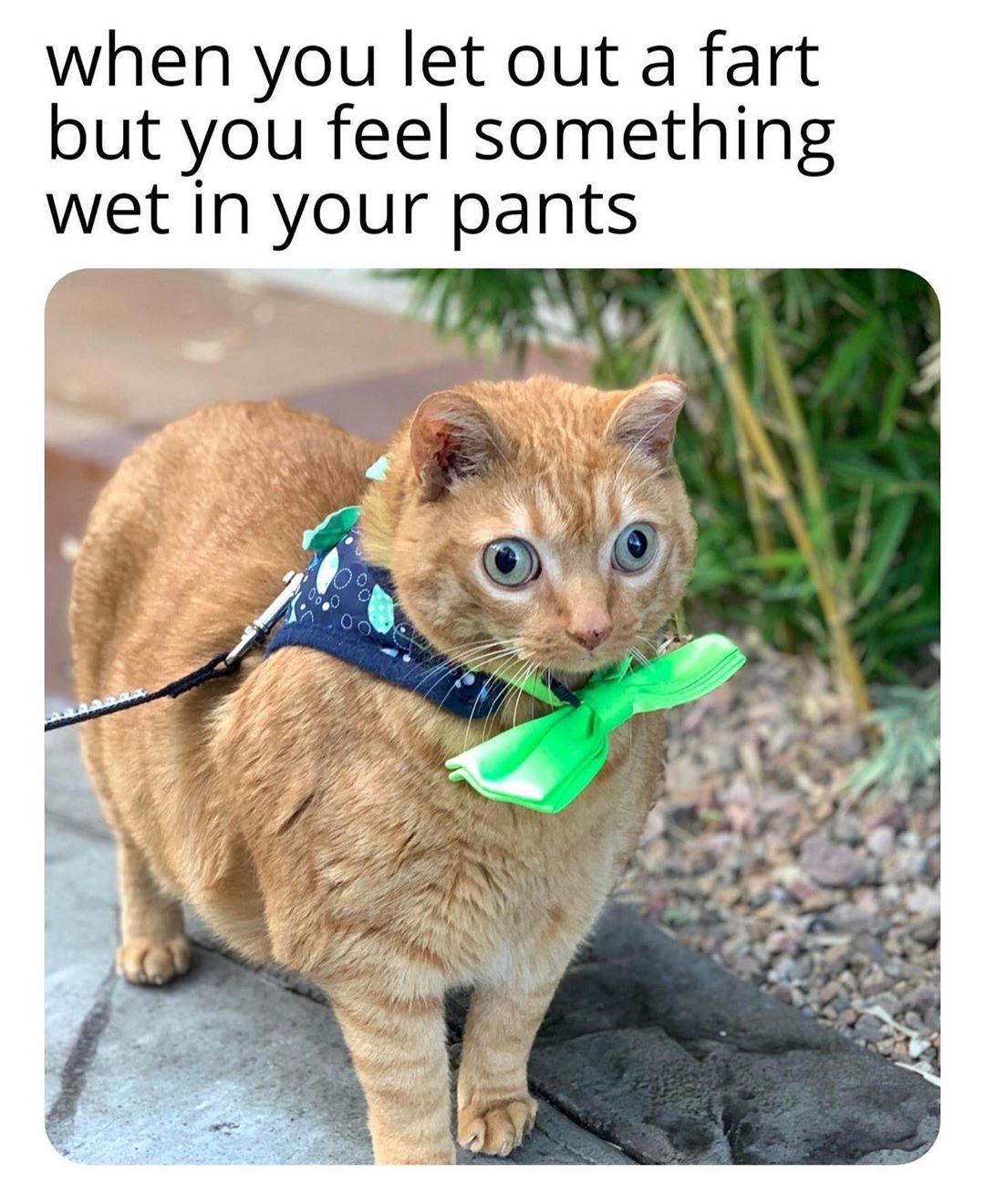 Loathe when that occurs Like & Follow → @a1meow @a1meow . . . Have you ...