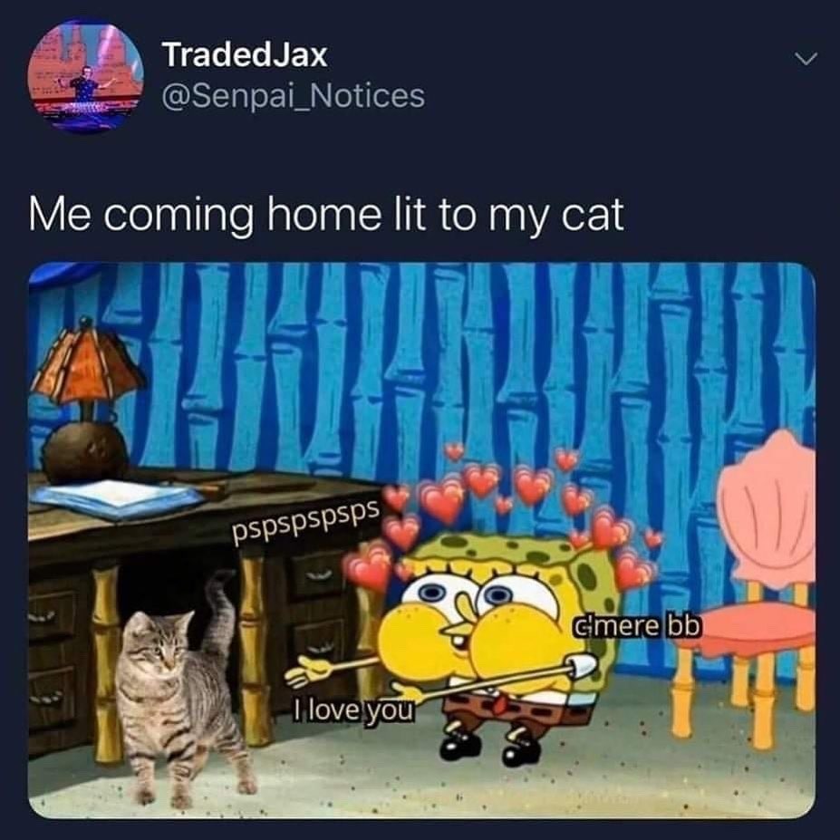 Catmemes Catmemesdaily Catmemesarethebest Memecat Sillycats C Cat Boarding Hotel
