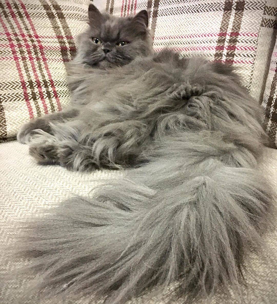 The Fluffy Tommy!! #cat_characteristics #meowbox #bestmeow #petsofig # ...