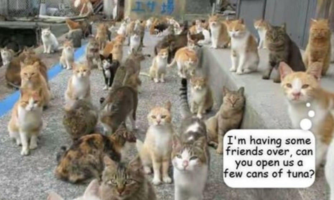 some good friends #catmeme #cat #cats #meme #memes #catmemes #funny # ...
