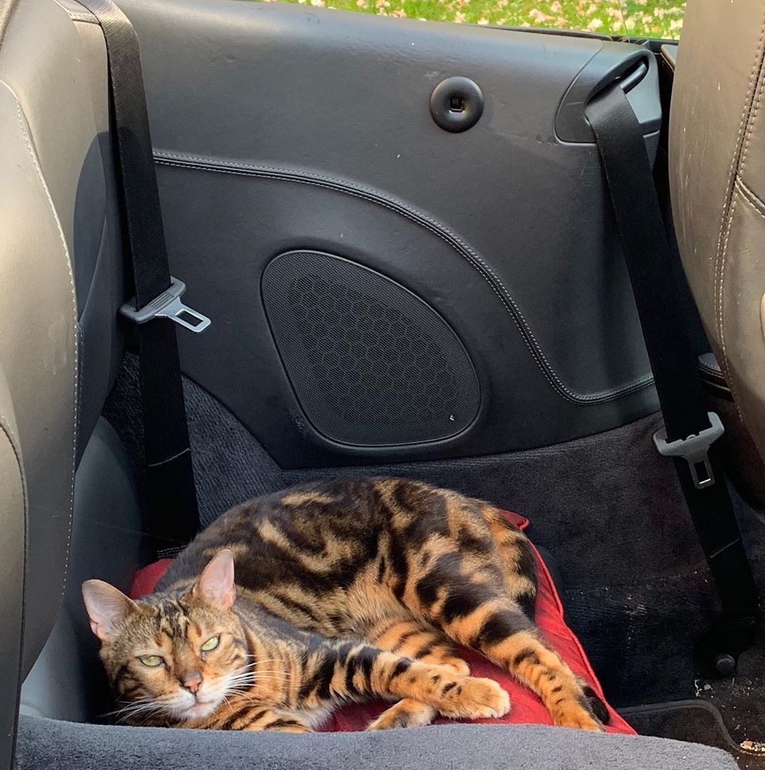 Backseat Of A Fancy Motor Vehicle #cat #porsche #bengalsofinstagram # ...