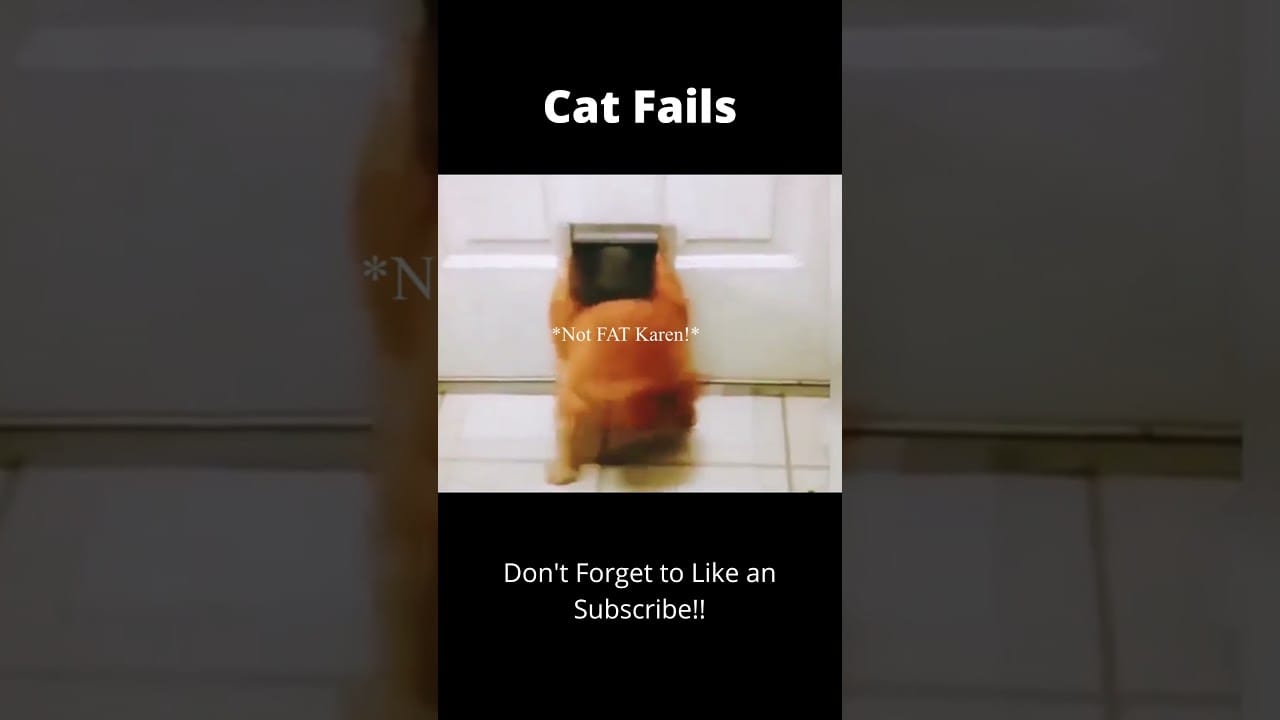 Cat Fails 2 | Cat Boarding Hotel Laguna, Mission Viejo, Anaheim, Santa ...
