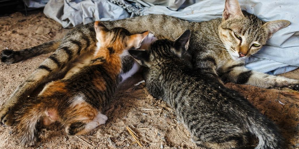 How To Evaluate Cattery Prices: A Comprehensive Guide | Cat Boarding ...