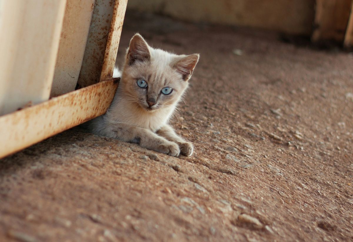Deafness In White Cats: Exploring The Connection B | Cats Luv Us