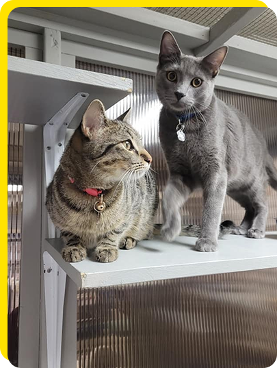 Choosing Granite Countertop Colors for Cat Owners - Cats Luv Us ...