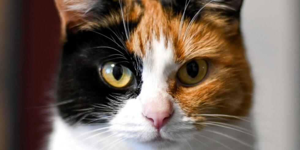 Retinal Detachment in Cats: Symptoms and Solutions - Cat Boarding Hotel ...