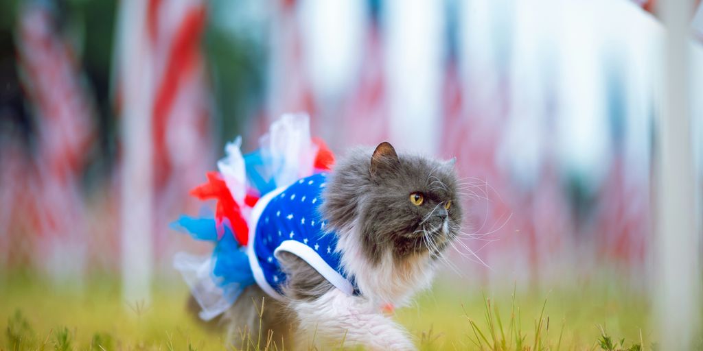 Cats and Aging: How to Care for a Senior Cat – Cats-Luv-Us Boarding ...