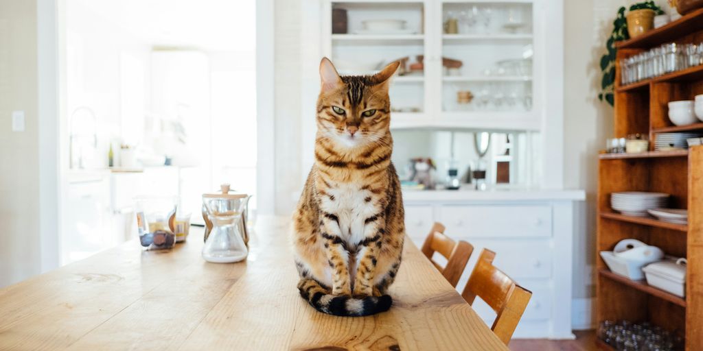 How To Choose The Right Cat Litter: A Guide To Dif