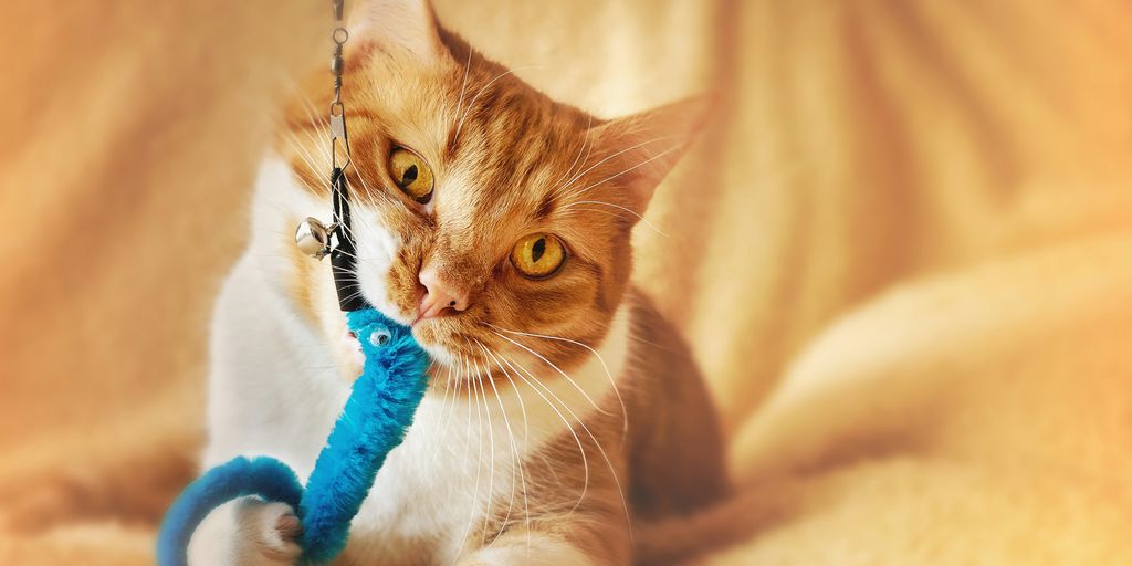 Active Whiskers: How To Engage Your Cat In Exercise | Cat Boarding ...